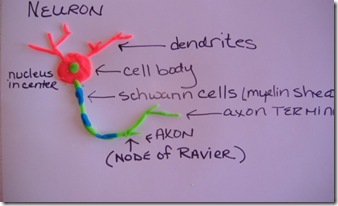 little scientist: UNIT III WORKING MODEL OF A HUMAN LIMB